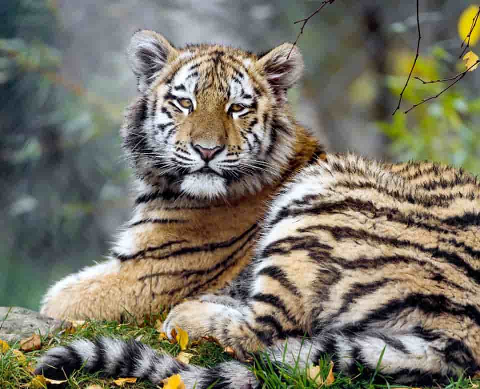 Home Hardeol - Feed The Birds